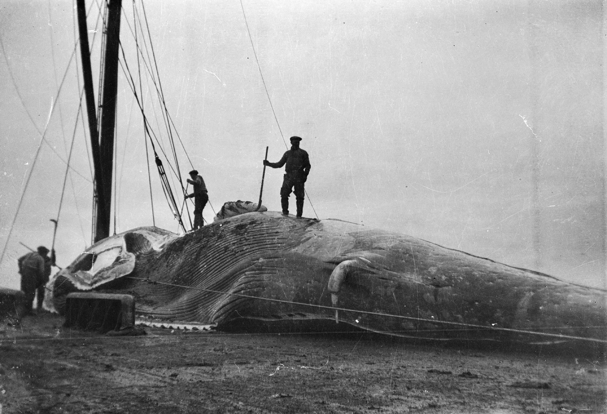 Arkivdagen | Hval og hvalfangst — Haugalandmuseet