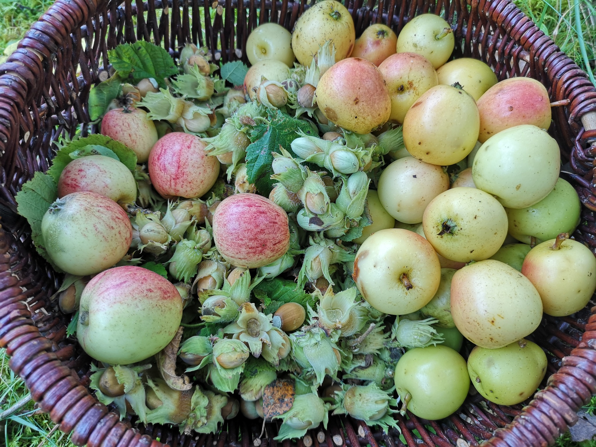 Høstferiedag | Iduns epler — Haugalandmuseet